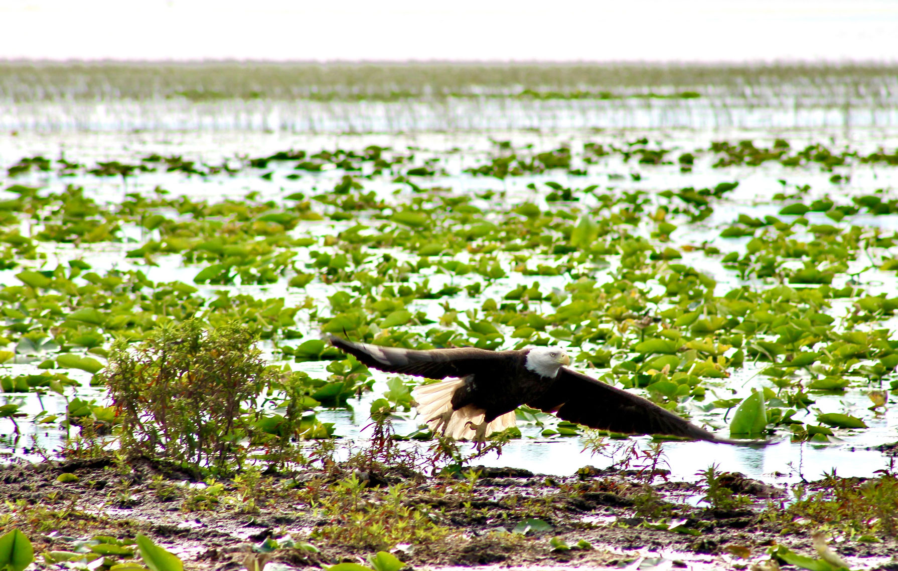 Gator Tales: Airboat Ride of the Week! - Crazy Gator Airboat Rides