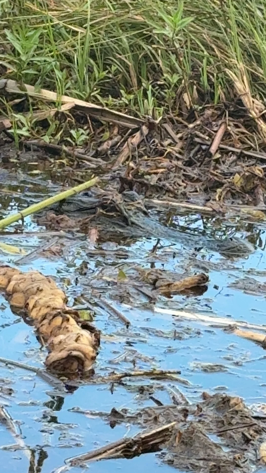 Gator Tales Spotlight: A Scenic & Educational Family Adventure with ...